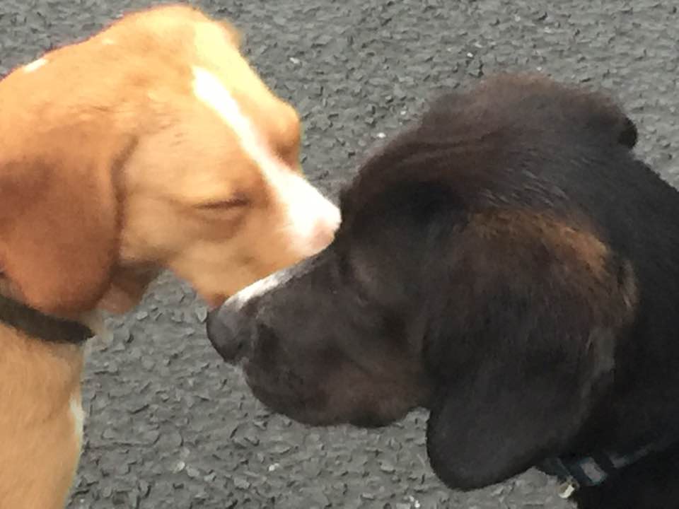 Dog Walking in Clitheroe in November with Amber and Charlie – Dogs are ...